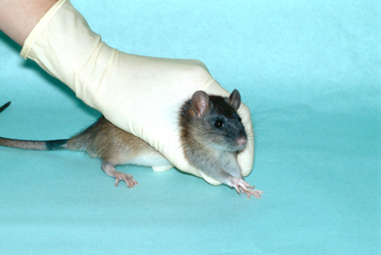 Specific guidance for rats when conducting minor procedures without ...