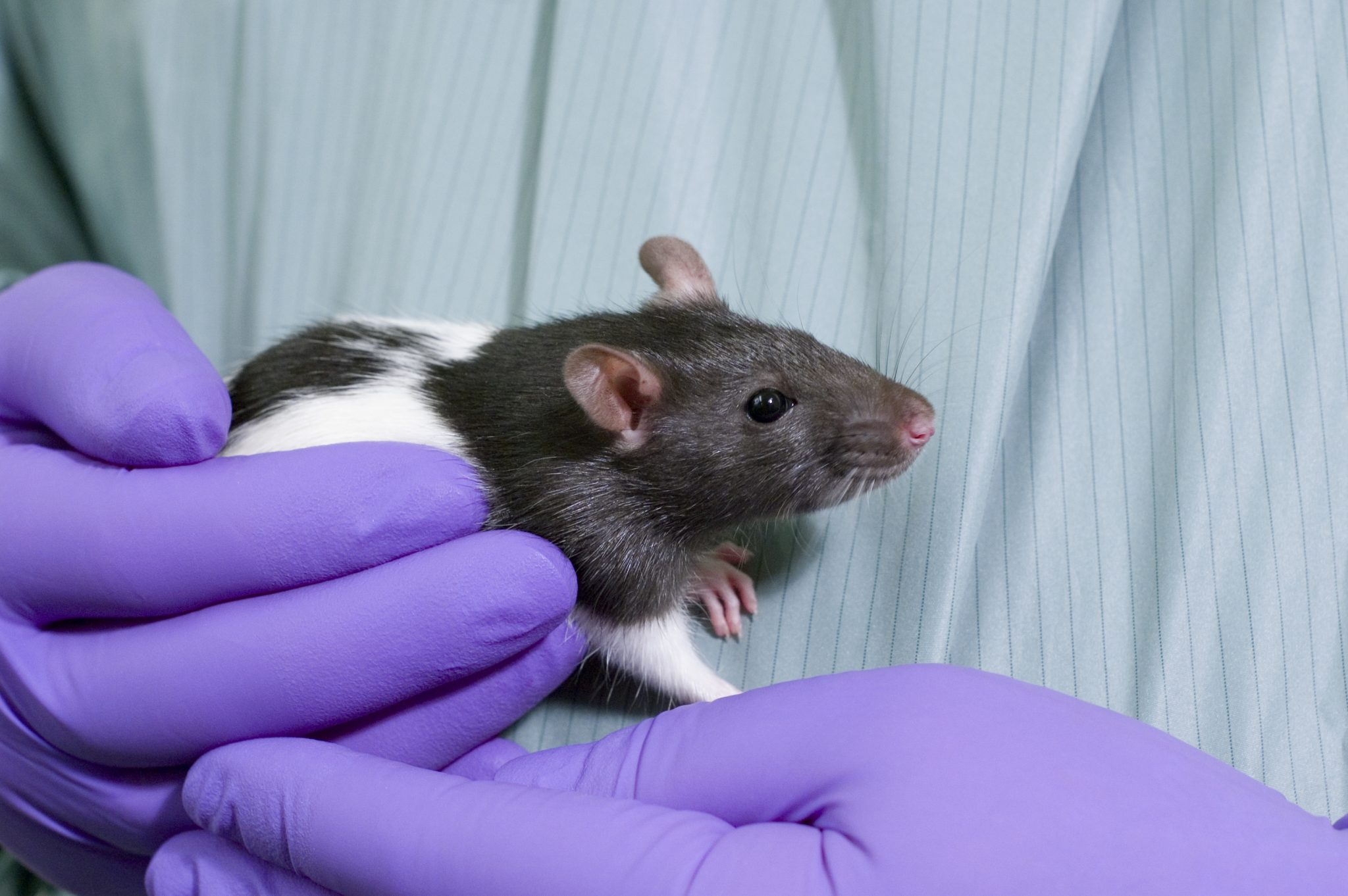 Workshop: Anaesthesia and Perioperative Care of Laboratory Animals ...