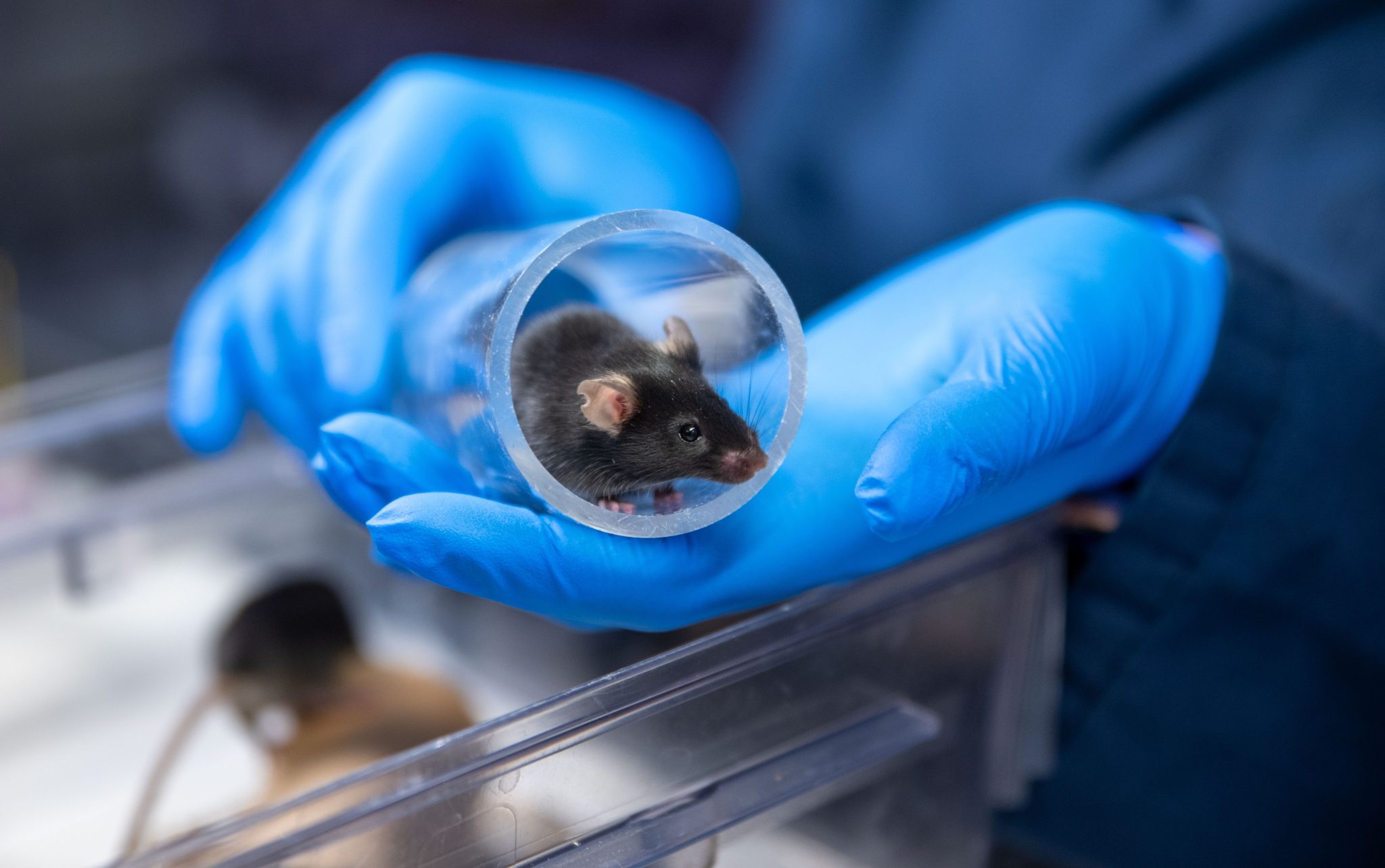 Laboratory Animal Welfare Workshop 2: Managing Post-Operative Pain and ...